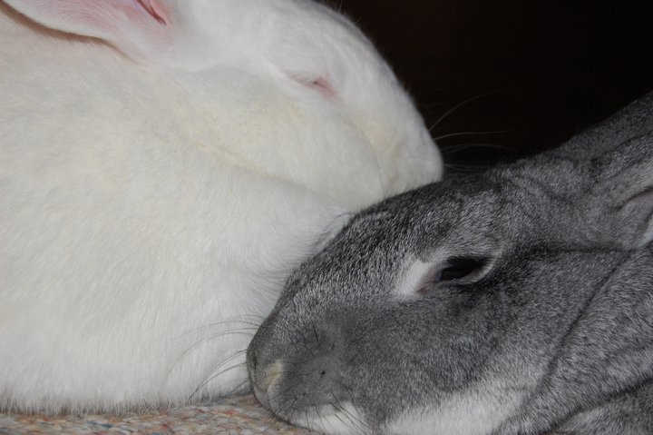 About WHRS – Wisconsin House Rabbit Society