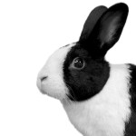 Wisconsin House Rabbit Society – Rescue, Adoption, Education