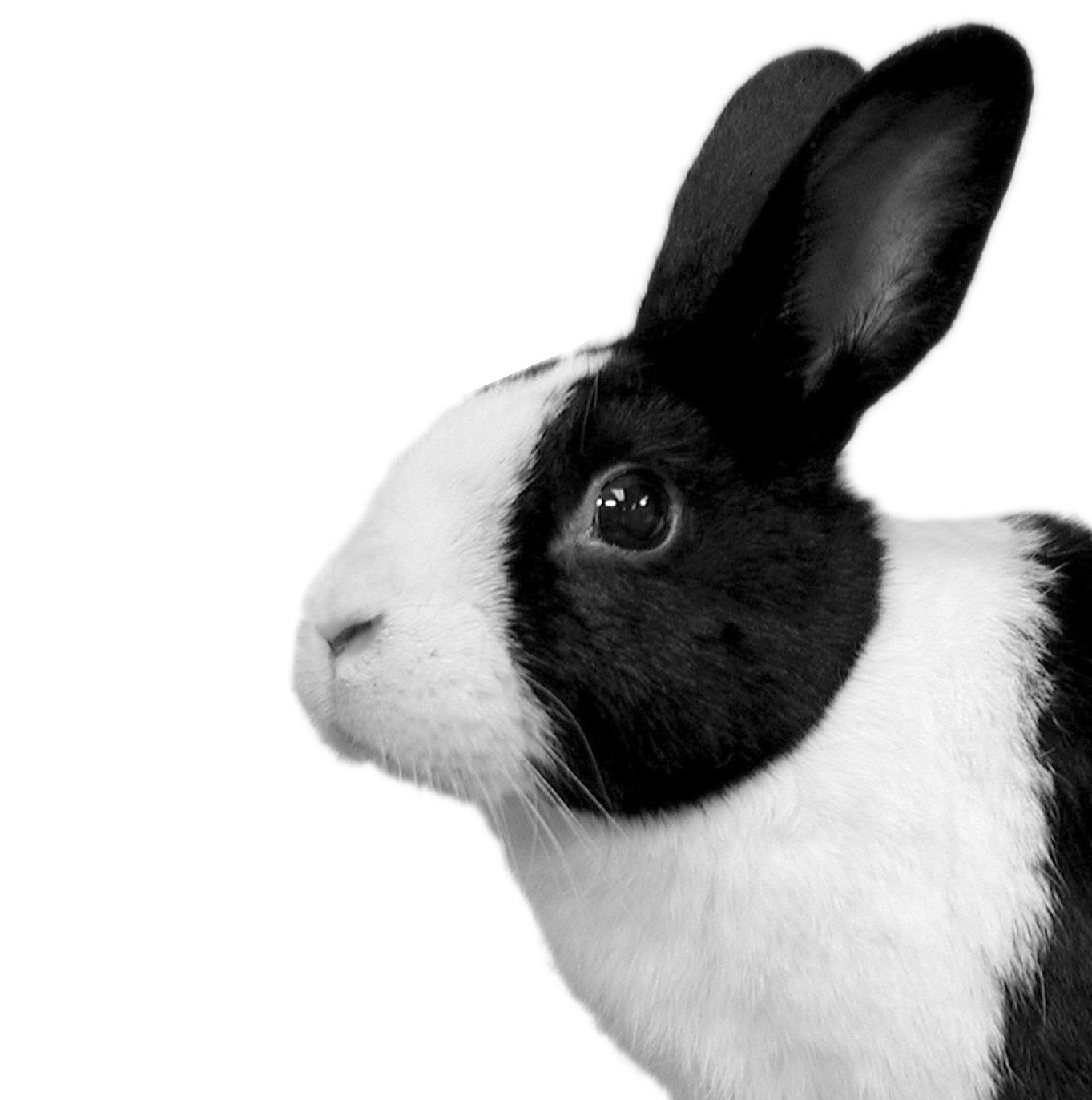 Wisconsin House Rabbit Society – Rescue, Adoption, Education
