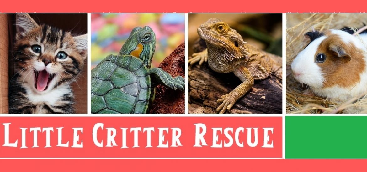 Wisconsin House Rabbit Society – Rescue, Adoption, Education