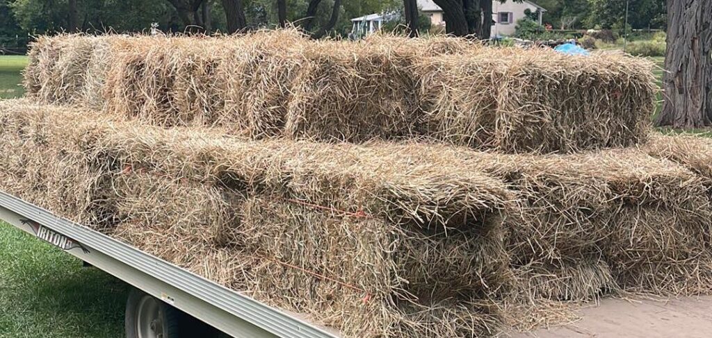 Wisconsin House Rabbit Society – Rescue, Adoption, Education