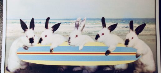 Wisconsin House Rabbit Society – Rescue, Adoption, Education